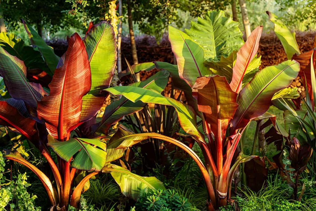 5 Plants that Look Like a Banana Tree - Plantglossary