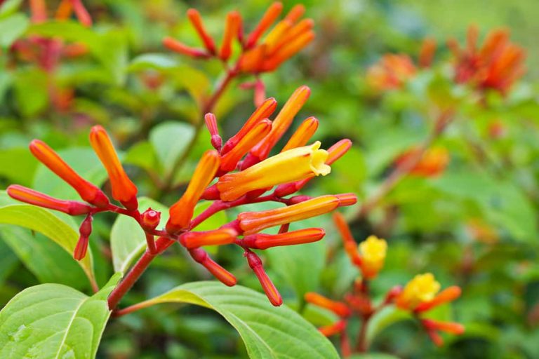 8 Orange Flowering Shrubs (with Pictures) - Plantglossary