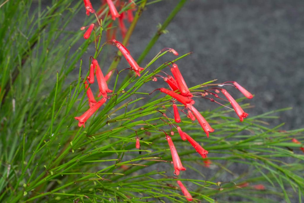 7 Red Flowering Shrubs For Every Garden - Plantglossary