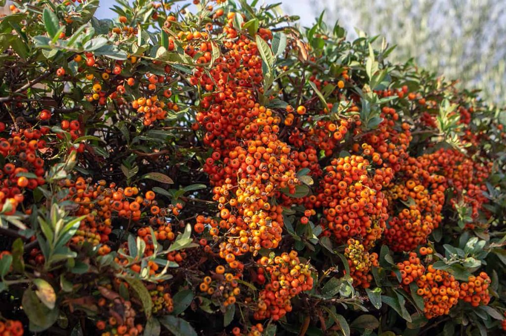 5 Fast Growing Evergreen Shrubs for Screening - Plantglossary