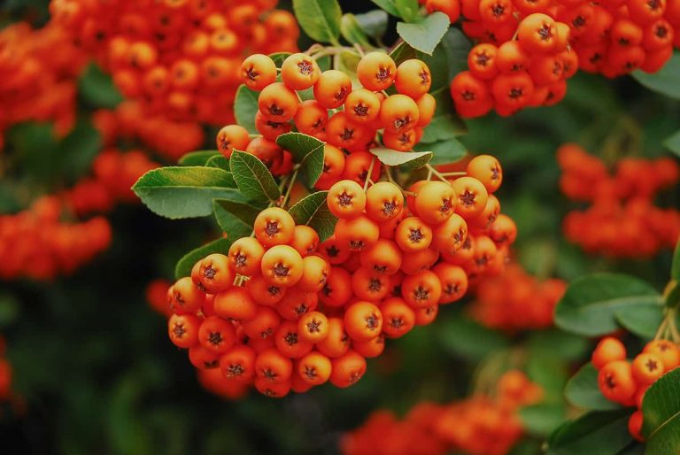 6 Fast Growing Evergreen Shrubs - Plantglossary