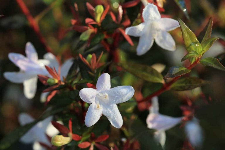 11 Shrubs with Fragrant White Flowers - Plantglossary