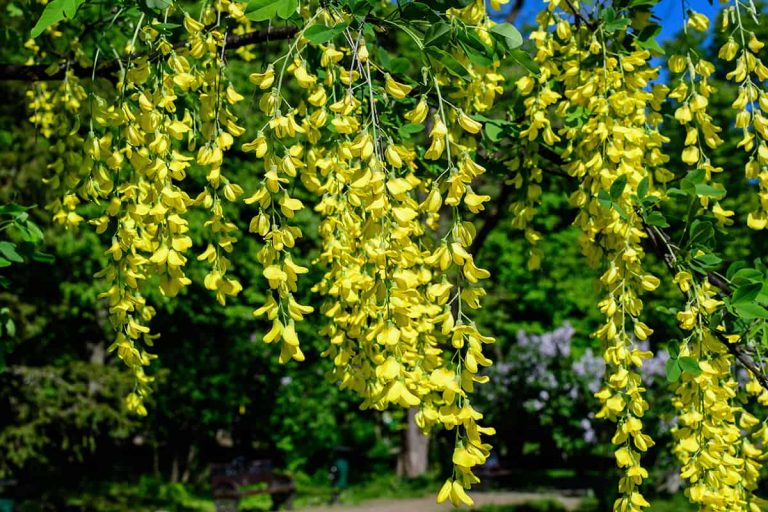 11 Yellow Flowering Trees and Shrubs - Plantglossary