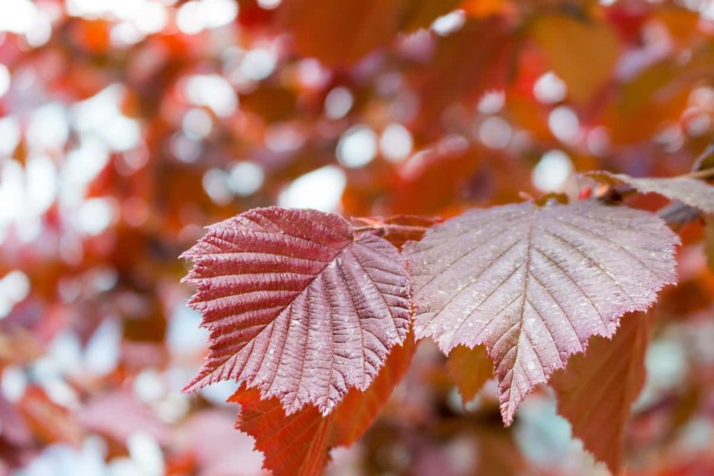 10 Shrubs with Red Leaves All Year - Plantglossary
