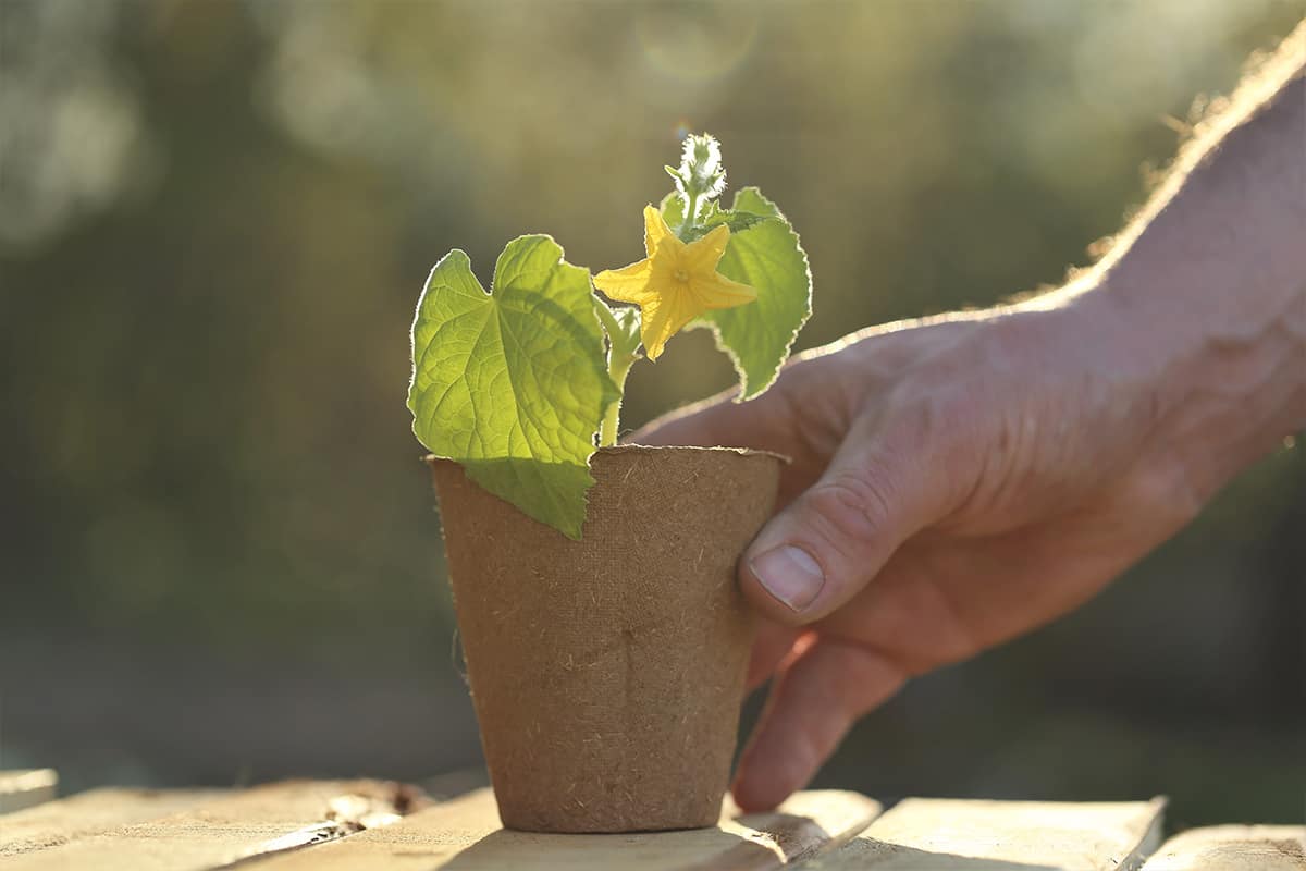 How Big Should Pots Be For Cucumbers Plantglossary