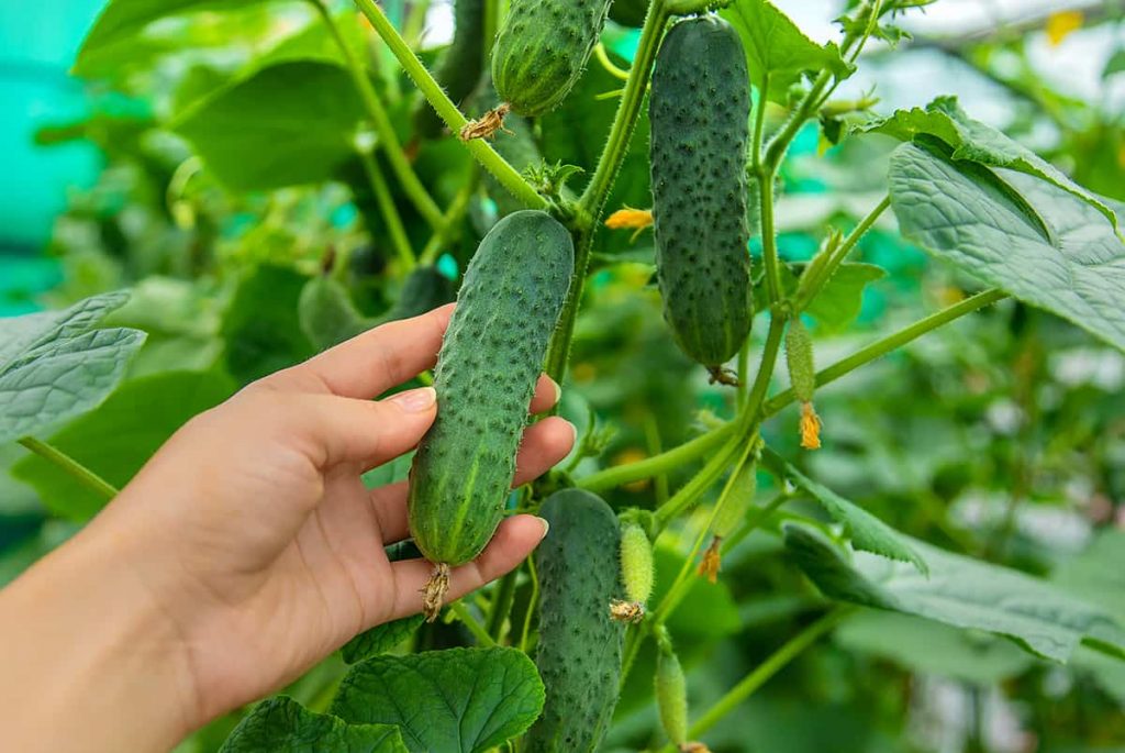 7 Small Cucumber Varieties - Plantglossary