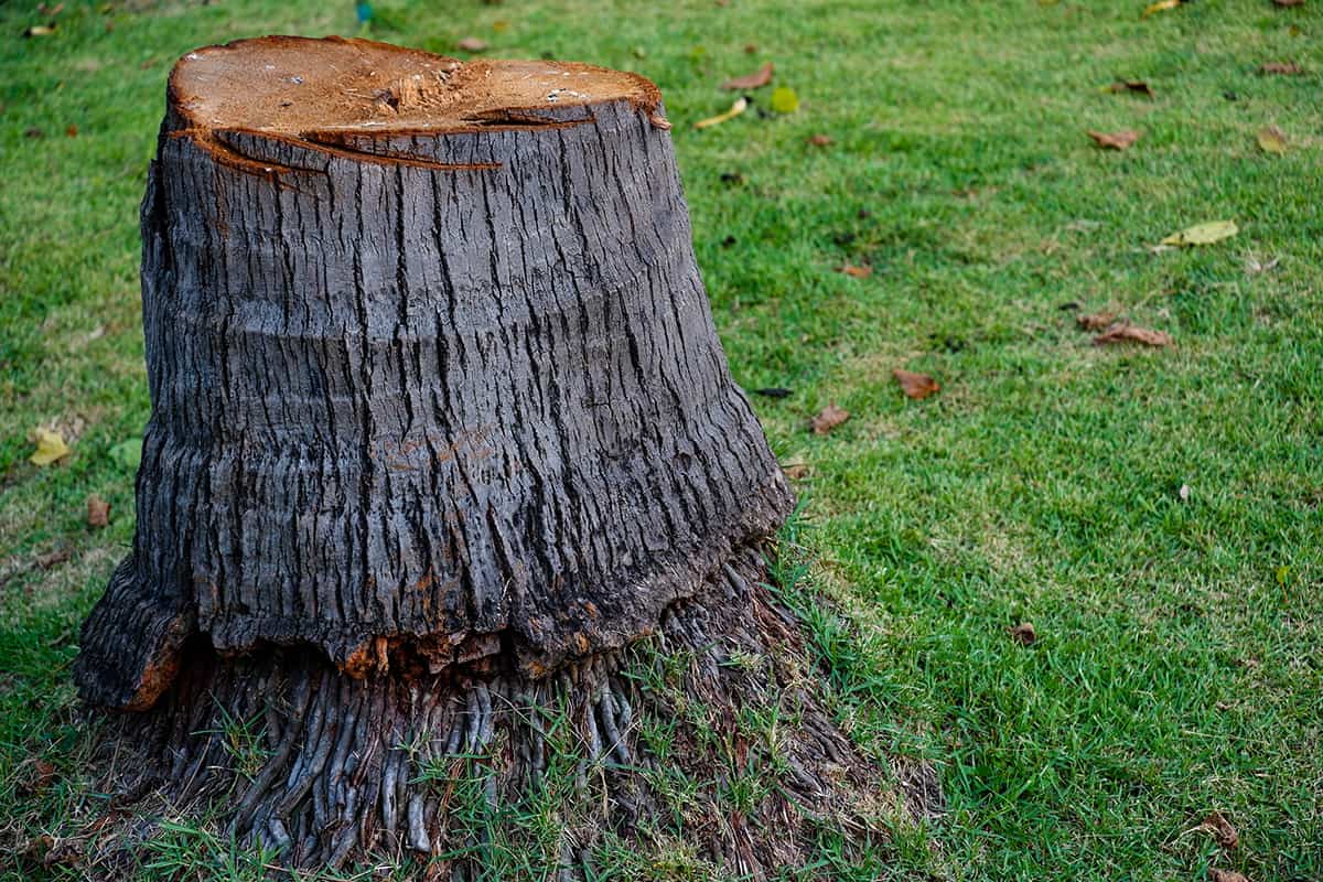 How To Remove A Palm Tree Stump Plantglossary