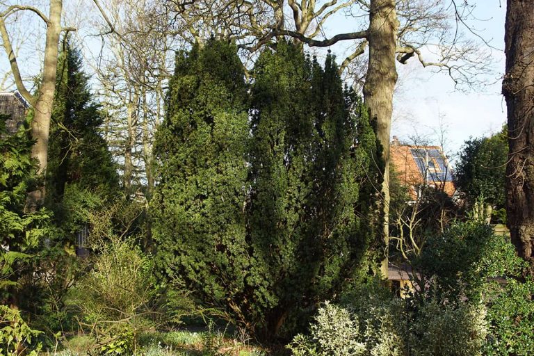 9 Narrow Evergreen Shrubs (with Pictures) - Plantglossary