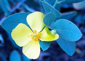 11 Yellow Flowering Trees and Shrubs - Plantglossary