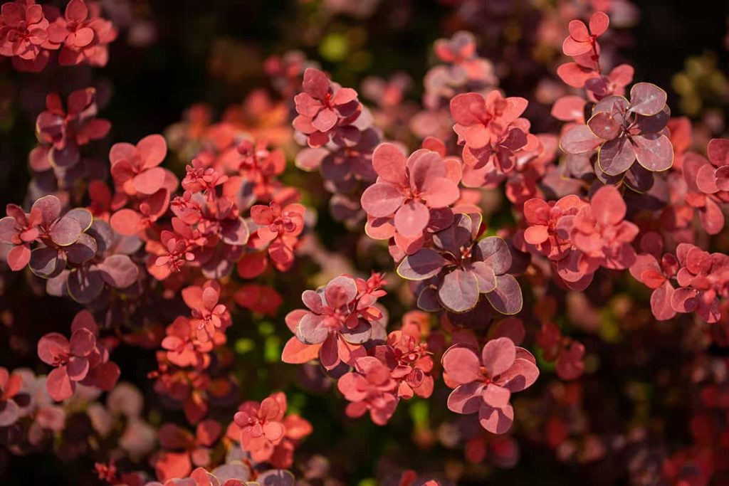 10 Shrubs with Red Leaves All Year - Plantglossary