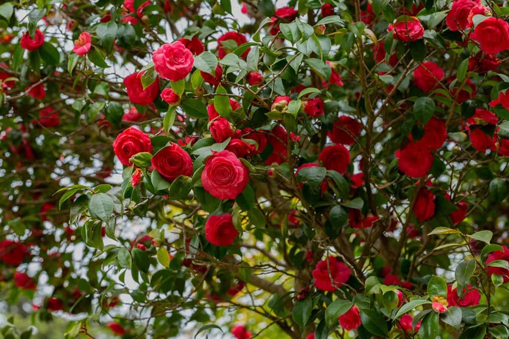 7 Red Flowering Shrubs For Every Garden - Plantglossary