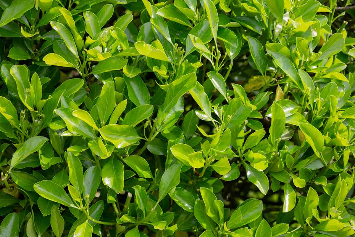 9 Narrow Evergreen Shrubs (with Pictures) - Plantglossary