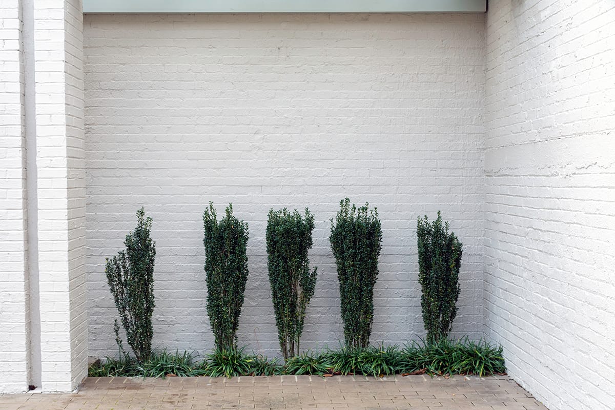 9 Narrow Evergreen Shrubs (with Pictures) - Plantglossary