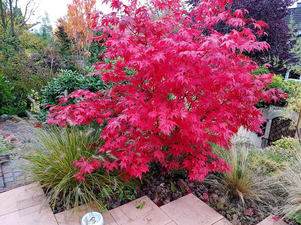 10 Shrubs with Red Leaves All Year - Plantglossary