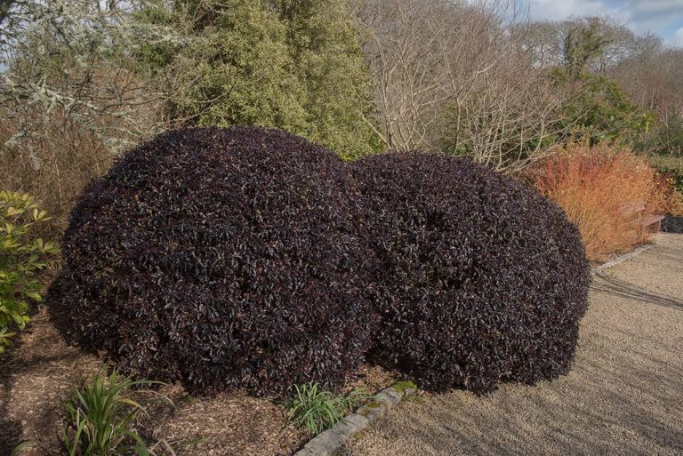 10 Purple Shrubs and Bushes with Pictures - Plantglossary