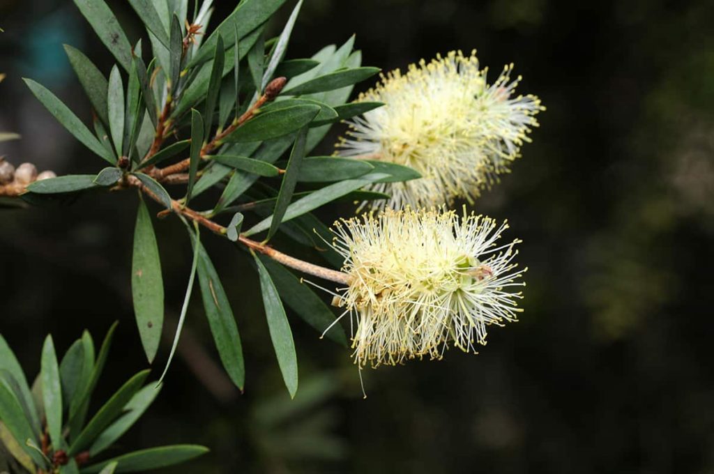 11 Shrubs with Fragrant White Flowers - Plantglossary