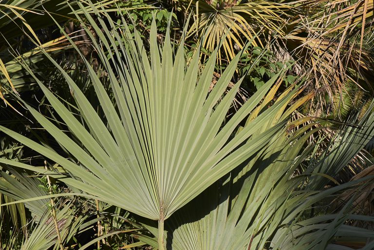 What Color Are Palm Trees? - Plantglossary