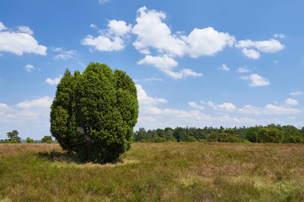 9 Narrow Evergreen Shrubs (with Pictures) - Plantglossary
