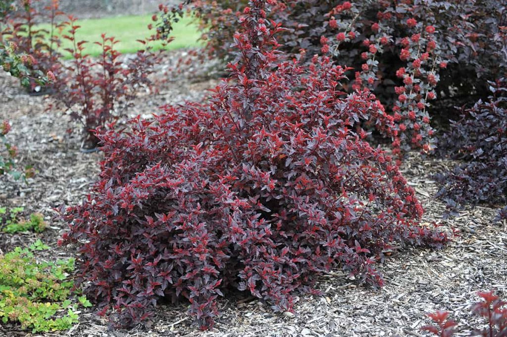 10 Shrubs with Red Leaves All Year - Plantglossary
