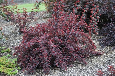 10 Shrubs with Red Leaves All Year - Plantglossary