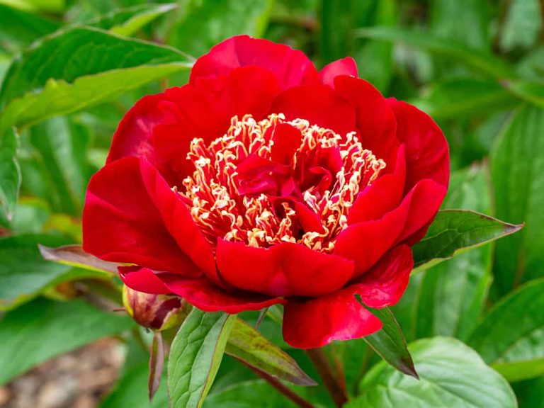 7 Red Flowering Shrubs For Every Garden - Plantglossary