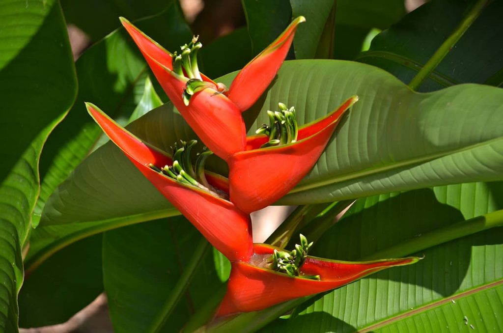 5 Plants that Look Like a Banana Tree - Plantglossary