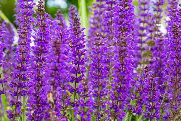 10 Purple Shrubs and Bushes with Pictures - Plantglossary