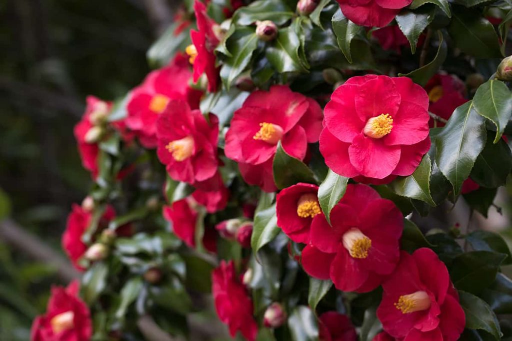 7 Red Flowering Shrubs For Every Garden - Plantglossary