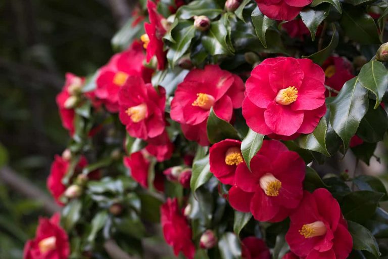7 Red Flowering Shrubs For Every Garden - Plantglossary