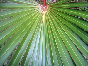 What Color Are Palm Trees? - Plantglossary