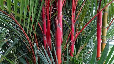 What Color Are Palm Trees? - Plantglossary