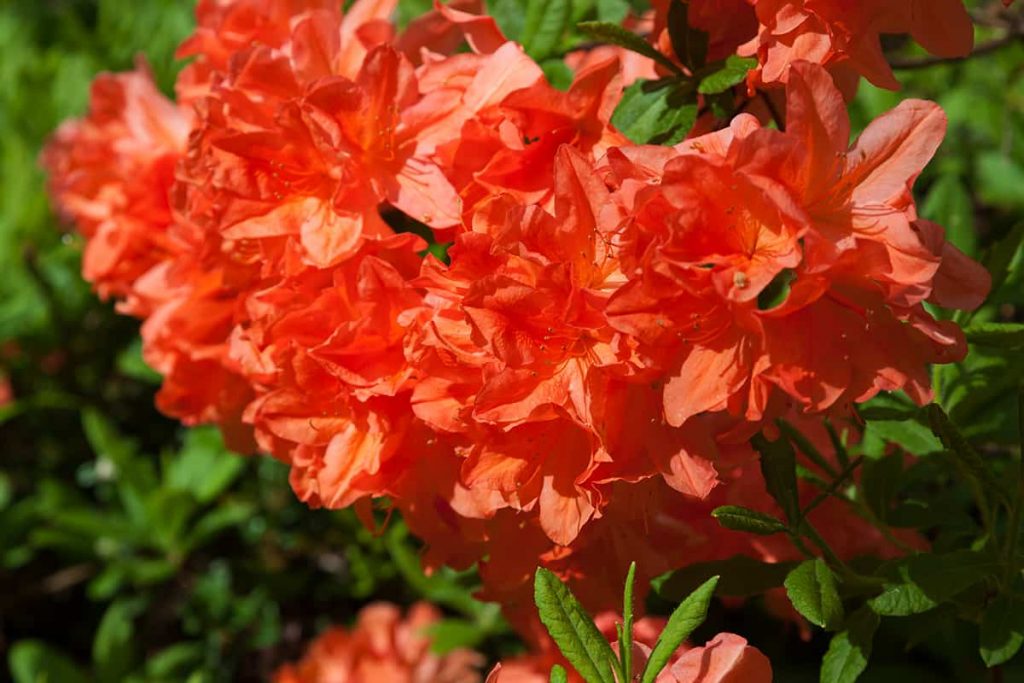 8 Orange Flowering Shrubs (with Pictures) - Plantglossary