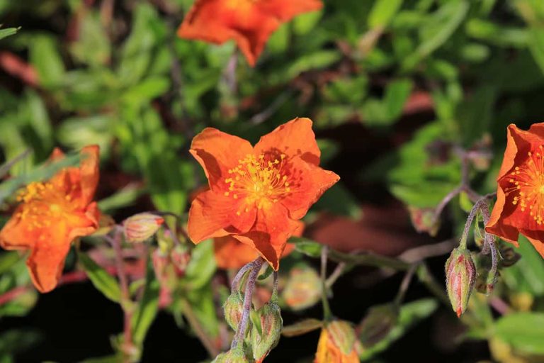 8 Orange Flowering Shrubs (with Pictures) - Plantglossary