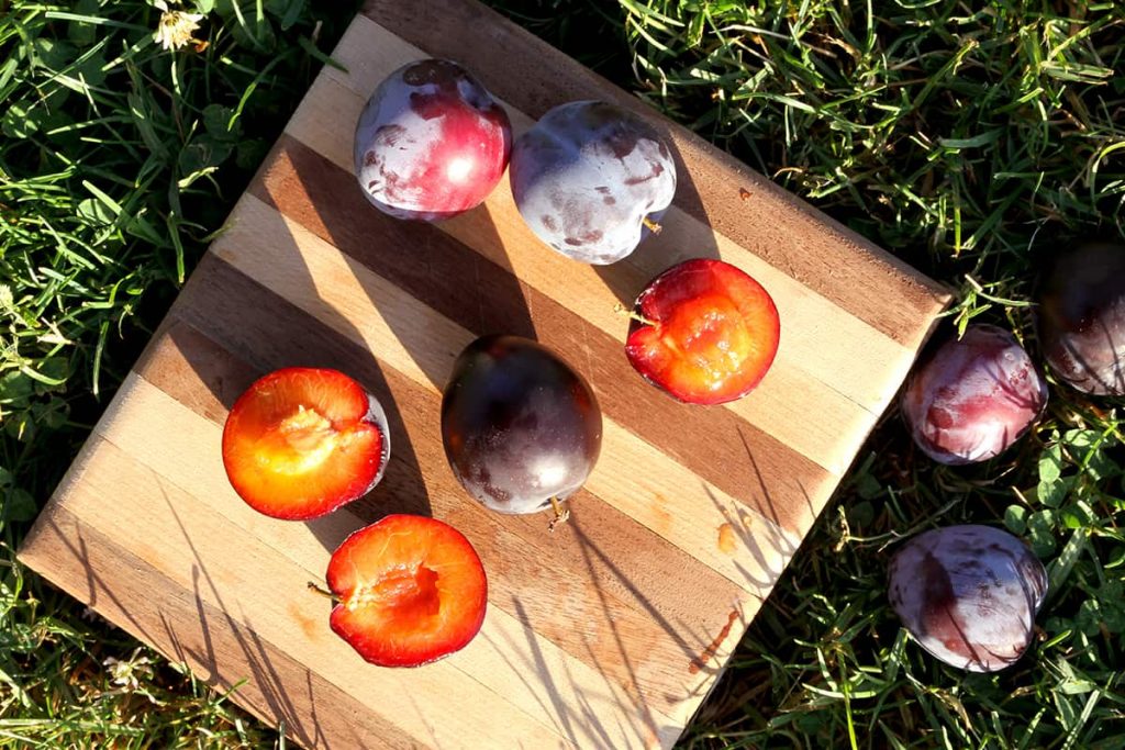 5 Plums that Are Red Inside - Plantglossary
