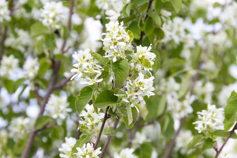 11 Shrubs with Fragrant White Flowers - Plantglossary