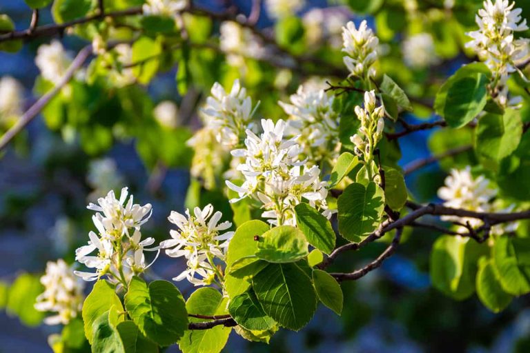11 Shrubs with Fragrant White Flowers - Plantglossary