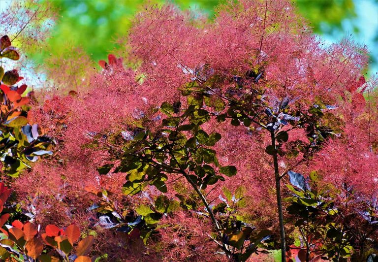 10 Shrubs with Red Leaves All Year - Plantglossary