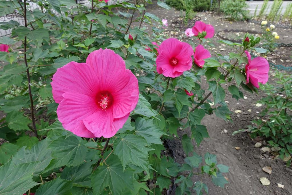 7 Brilliant Shrubs for Wet Clay Soil - Plantglossary