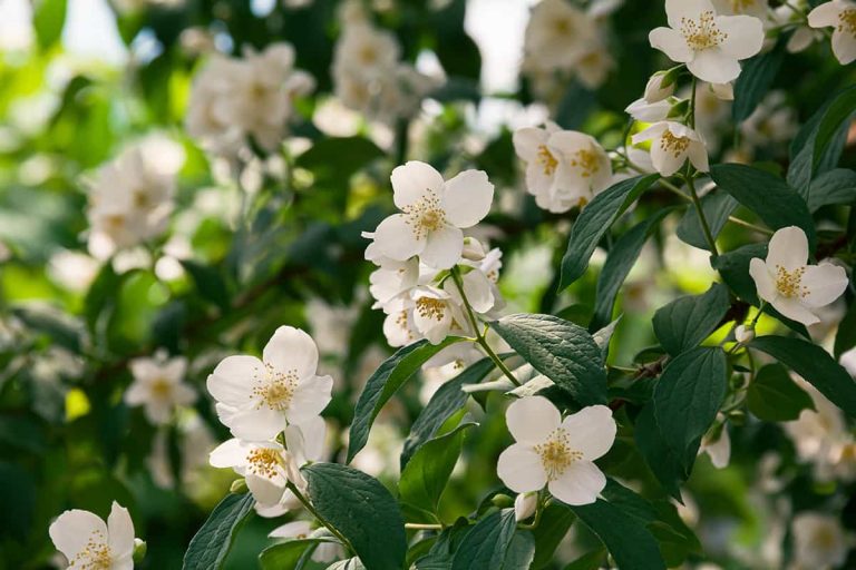 11 Shrubs with Fragrant White Flowers - Plantglossary