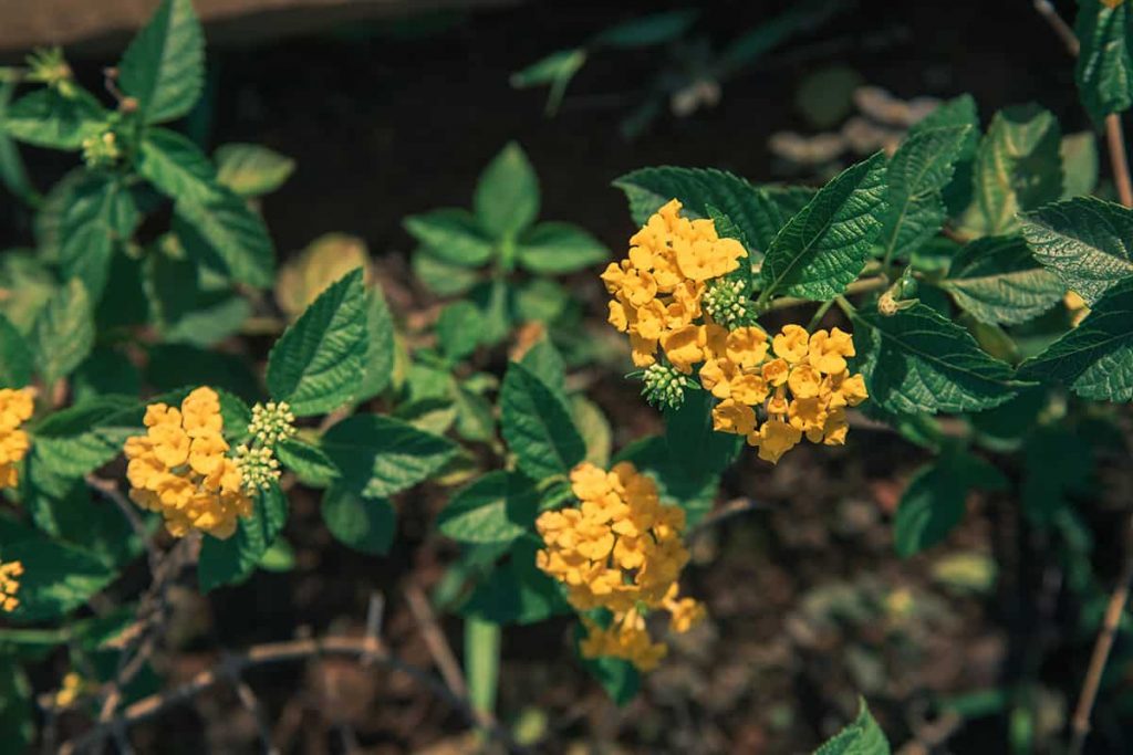 11 Yellow Flowering Trees and Shrubs - Plantglossary