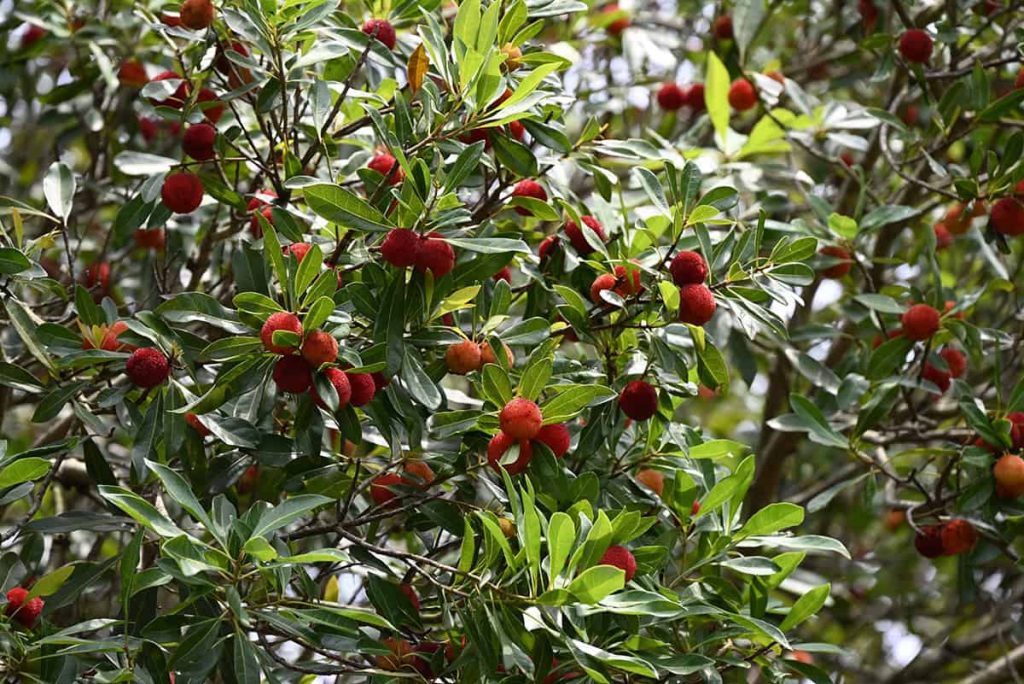 37 Fast-Growing Evergreen Trees For Privacy In Your Backyard ...