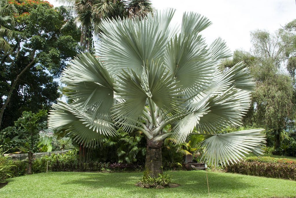 What Color Are Palm Trees? - Plantglossary