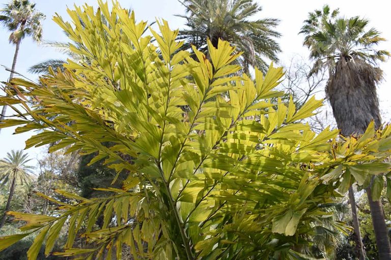 Fishtail Palm Growing and Care Guide - Plantglossary