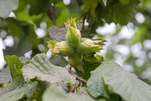 8 Trees that Bear Nuts (with Pictures) - Plantglossary