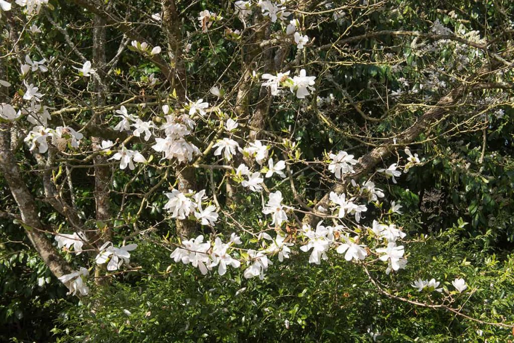 15 Types of Magnolia Trees (Photos Included) - Plantglossary