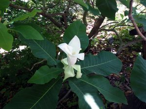15 Types of Magnolia Trees (Photos Included) - Plantglossary