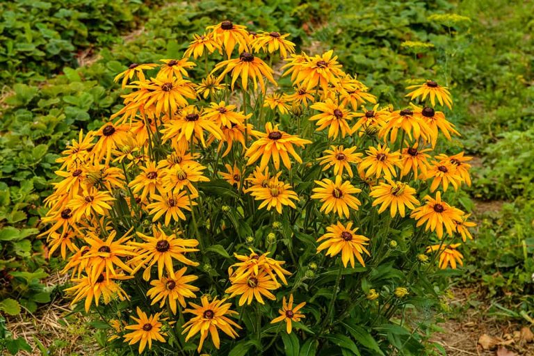 8 Perennials That Grow In Sandy Soil Plantglossary