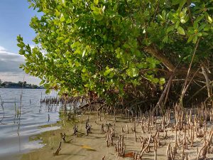 Black Mangrove – Growing and Care Guide - Plantglossary