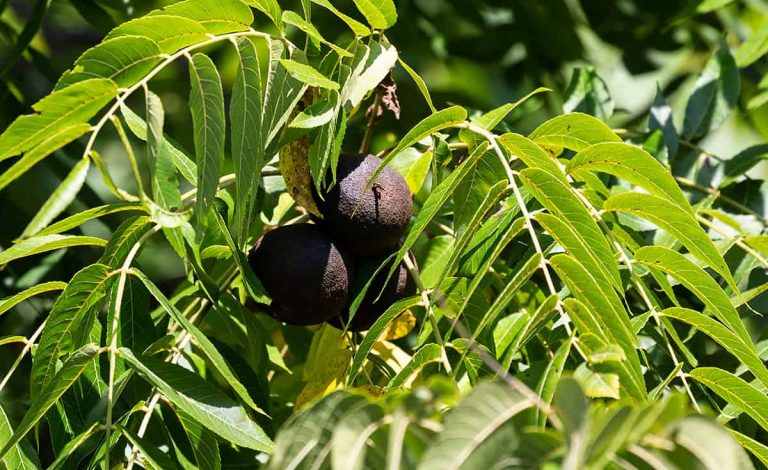 3 Fast Growing Nut Trees You Can Grow Today - Plantglossary