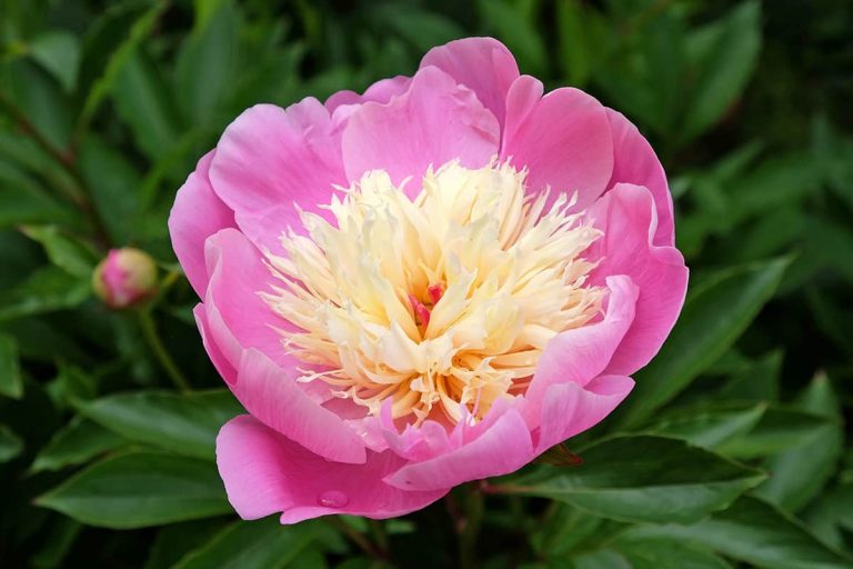 19 Types of Pink Peonies (with Photos) - Plantglossary